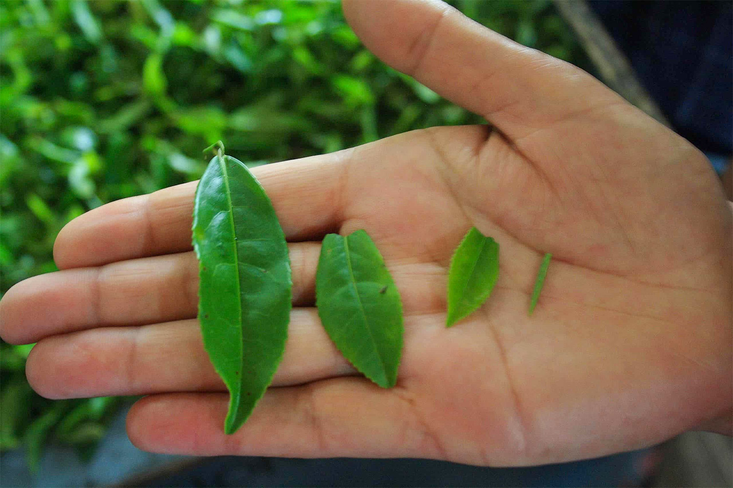 Tea Production Guide | Stages of Tea Making Process | Cantata